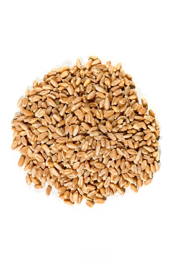 Organic hard red wheat stock image. Image of isolated - 80511599