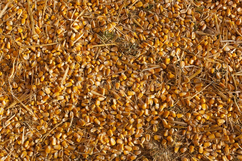 Organic Hay and Corn stock photo. Image of field, food - 27398406