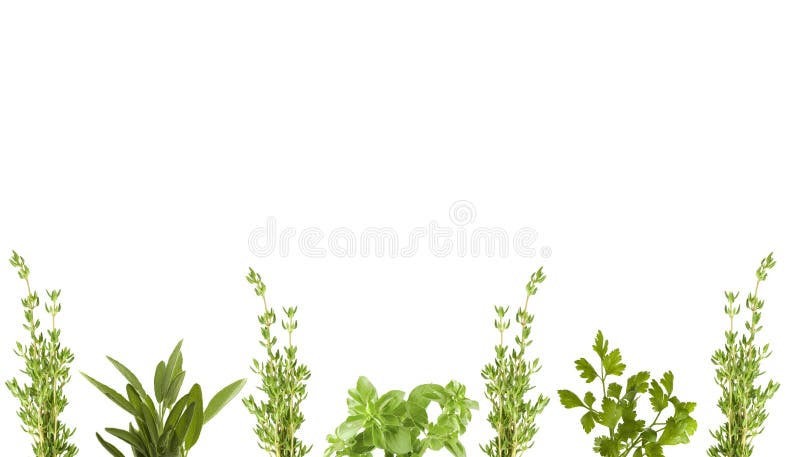 Organic herb border stock image. Image of basil, flavoring - 8644737