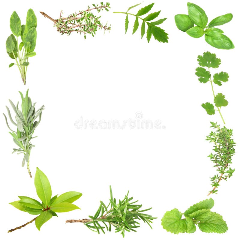 Herb Leaf Border stock illustration. Illustration of feverfew - 8619940