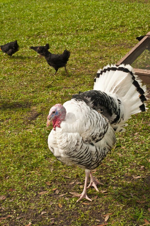Organic Heritage Turkey and Chickens Stock Photo - Image of turkey ...