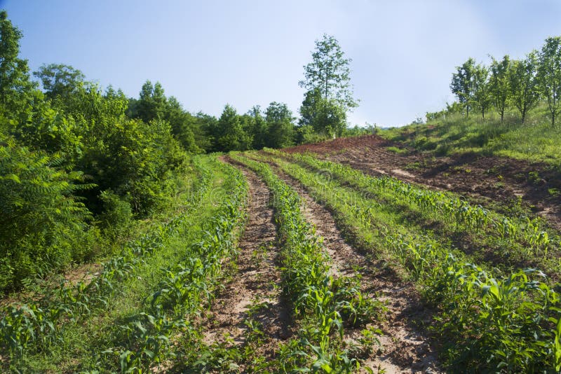 Organic Hillside Sweet Corn Rows Stock Image - Image of agricultural ...