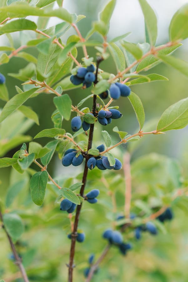 Organic Honeysuckle Berries on a Bush in the Garden in Summer Stock ...