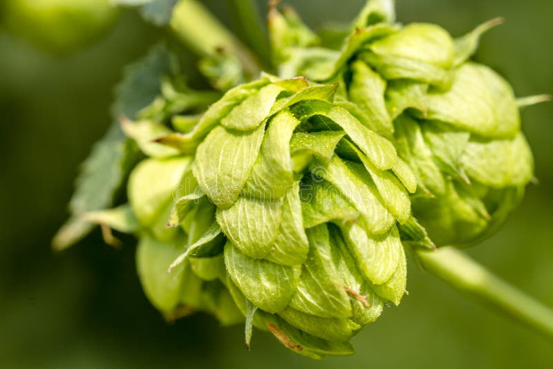 Organic Hops Farm for Brewing Beer Stock Image - Image of herbaceous ...