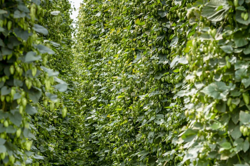 Organic Hops Farm for Brewing Beer Stock Image - Image of bitter ...
