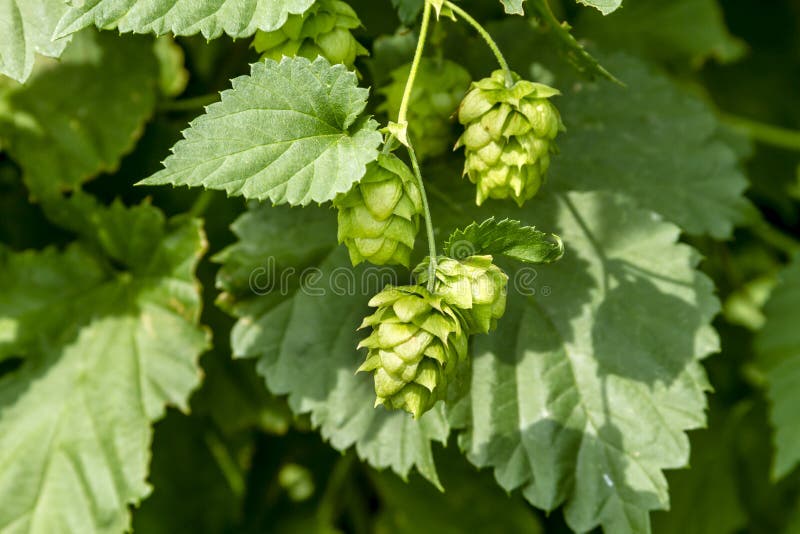 Organic Hops Farm for Brewing Beer Stock Image - Image of alcohol ...