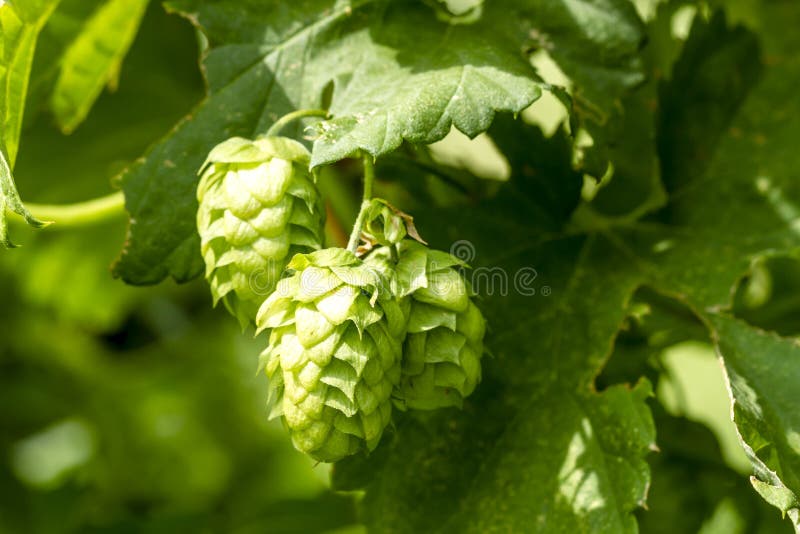 Organic Hops Farm for Brewing Beer Stock Image - Image of beer ...