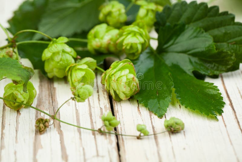 Organic Hops On White Wooden Background Stock Photo - Image of table ...