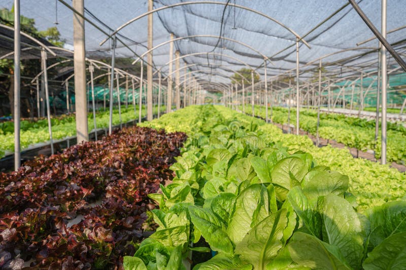 Organic Hydroponic Vegetable Farm Stock Photo - Image of market, people ...