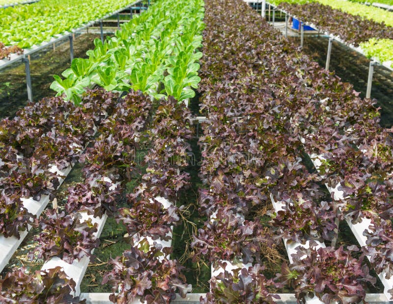 Soilless Cultivation Vegetables Stock Photo - Image of agriculture ...