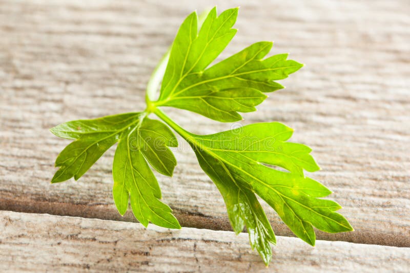 Organic Italian Flat Leaf Parsley Stock Image - Image of condiment ...