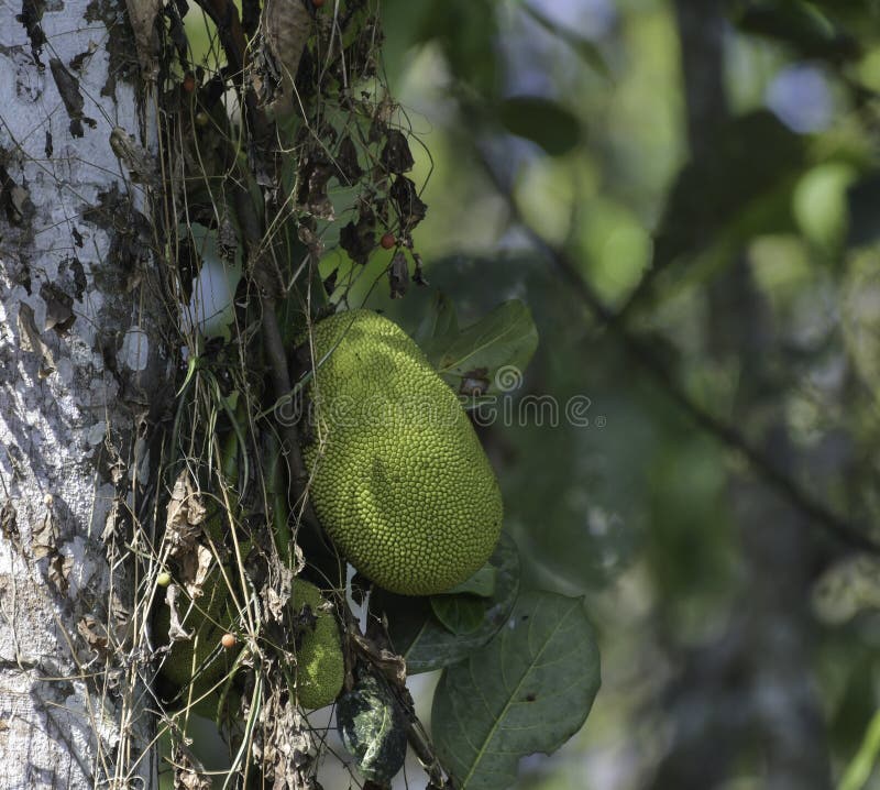 Organic Jackfruit or Jack Fruit Hanging from Tree Stock Image - Image ...
