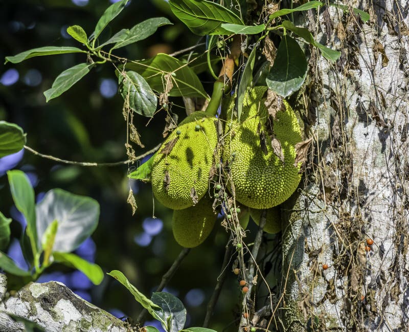 Organic Jackfruit or Jack Fruit Hanging from Tree Stock Image - Image ...