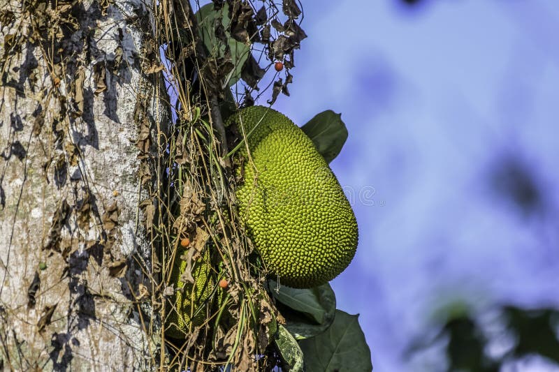Organic Jackfruit or Jack Fruit Hanging from Tree Stock Photo - Image ...