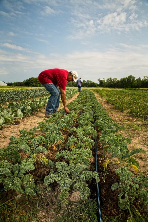 Organic kale field stock photo. Image of freshness, garden - 56206032