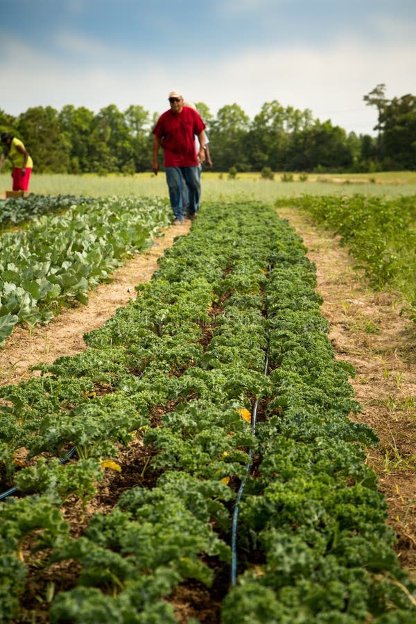 Organic kale field stock photo. Image of farming, grow - 56206056