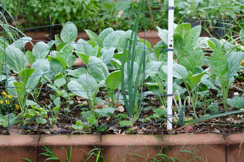 Organic Kale. Vegetable Plot in the House Stock Image - Image of growth ...