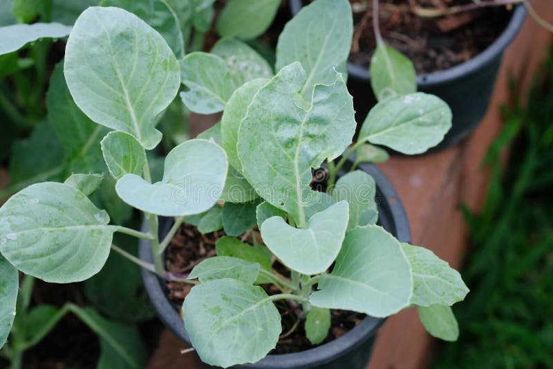 Organic Kale. Vegetable Plot in the House Stock Image - Image of onion ...