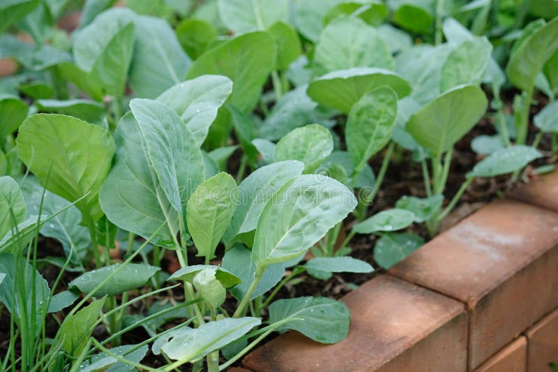 Organic Kale. Vegetable Plot in the House Stock Photo - Image of ...