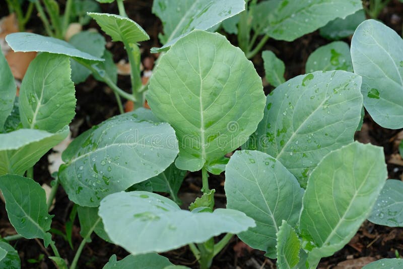 Organic Kale. Vegetable Plot in the House Stock Photo - Image of ...