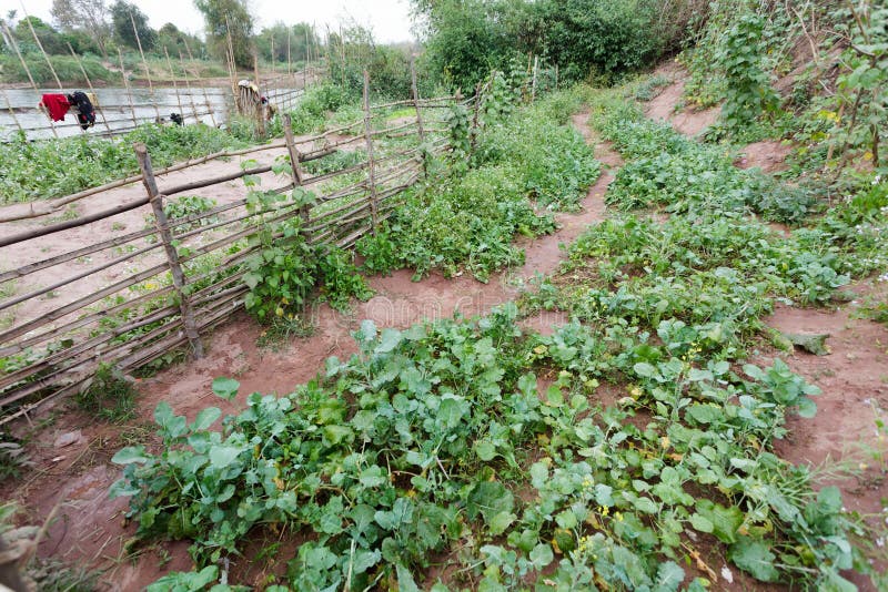 Organic kitchen garden stock image. Image of vegetarian - 25934637