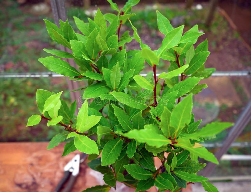 Laurus Pot Stock Photos - Free & Royalty-Free Stock Photos from Dreamstime