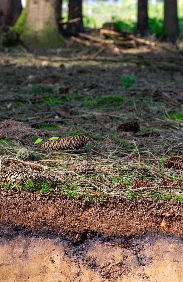 Organic Layer and Topsoil of a Luvisol Stock Image - Image of leaching ...