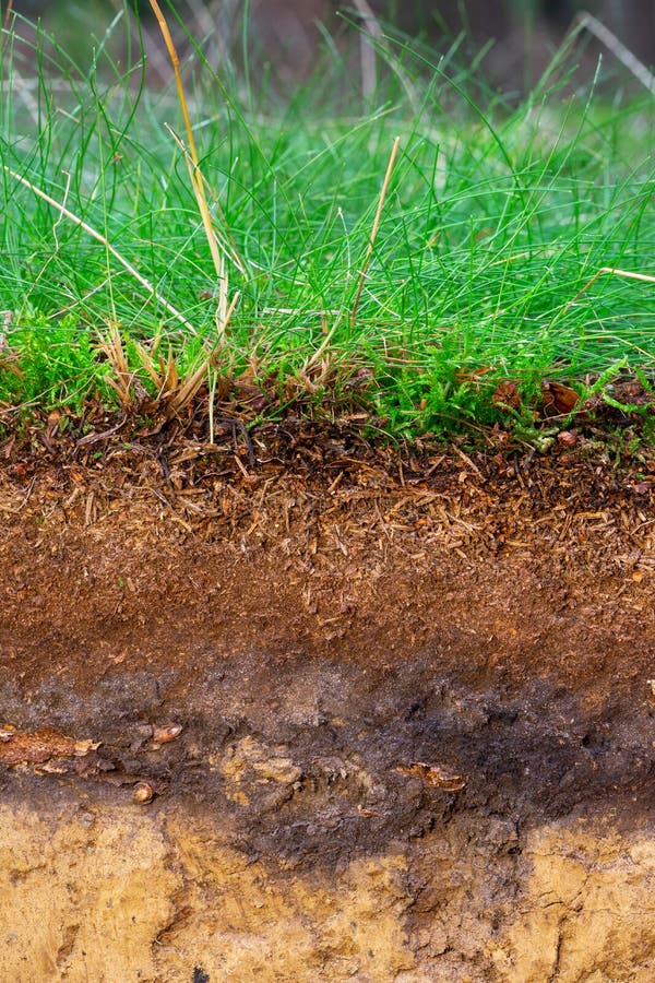 Organic Layer and Topsoil of a Vertisol Stock Image - Image of fallen ...