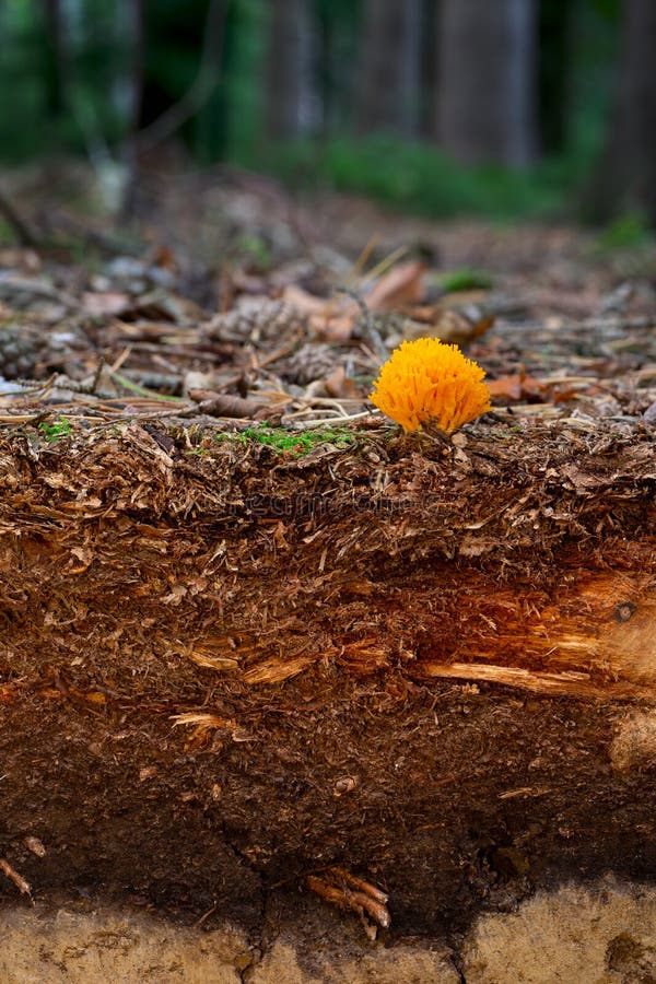 Organic Layer and Topsoil of a Vertisol Stock Image - Image of clay ...