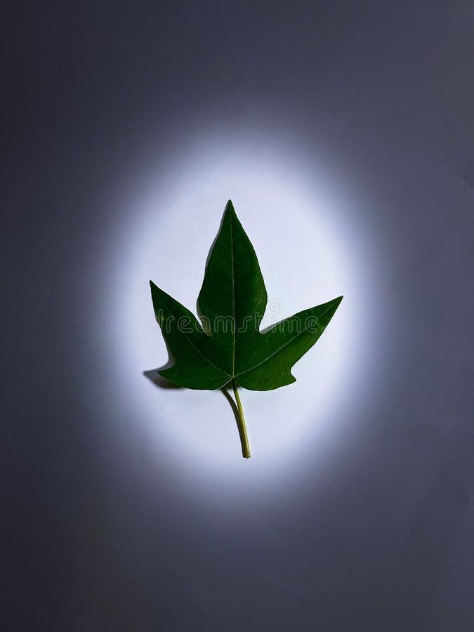 Organic Leaf Texture and Pattern for Nature Concepts Stock Illustration - Illustration of ...