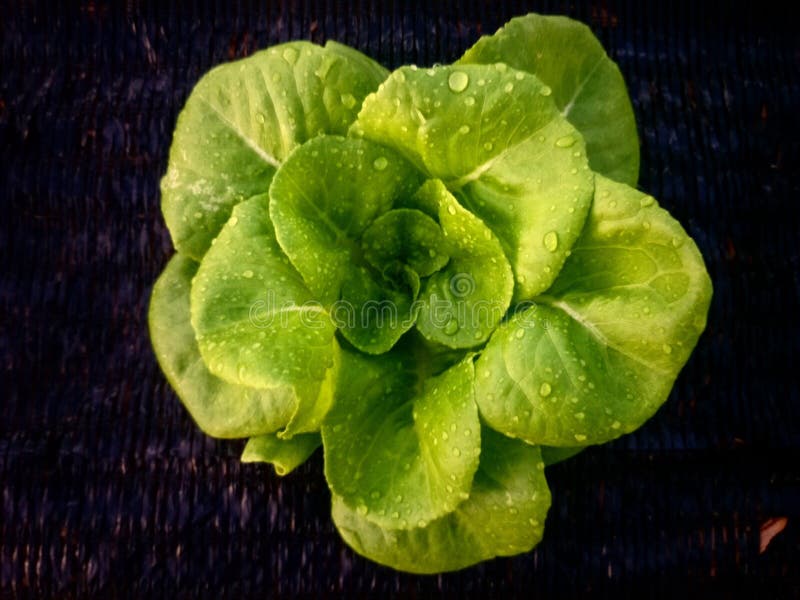 Lectus Stock Photos - Free & Royalty-Free Stock Photos from Dreamstime