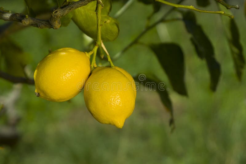 Organic Lemon on the Branch Stock Image - Image of lemon, citrus: 31054847