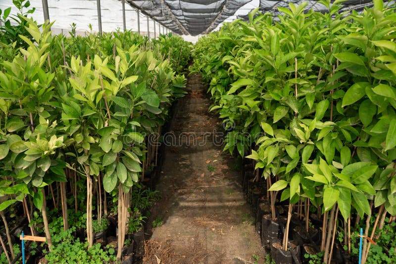 Organic Lemon Trees Inside a Greenhouse Stock Image - Image of fresh ...