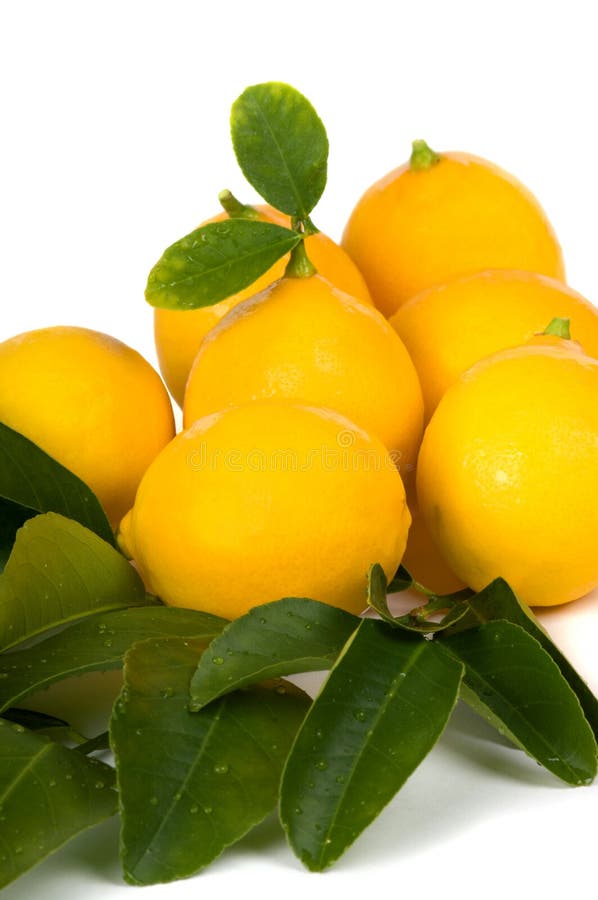 Organic Lemons Freshly Harvested on a Market Counter Stock Image ...