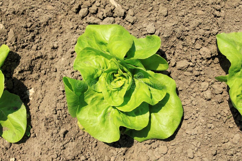 Organic Cos Lettuce Holding by Woman Hand, Vegetables from Local ...