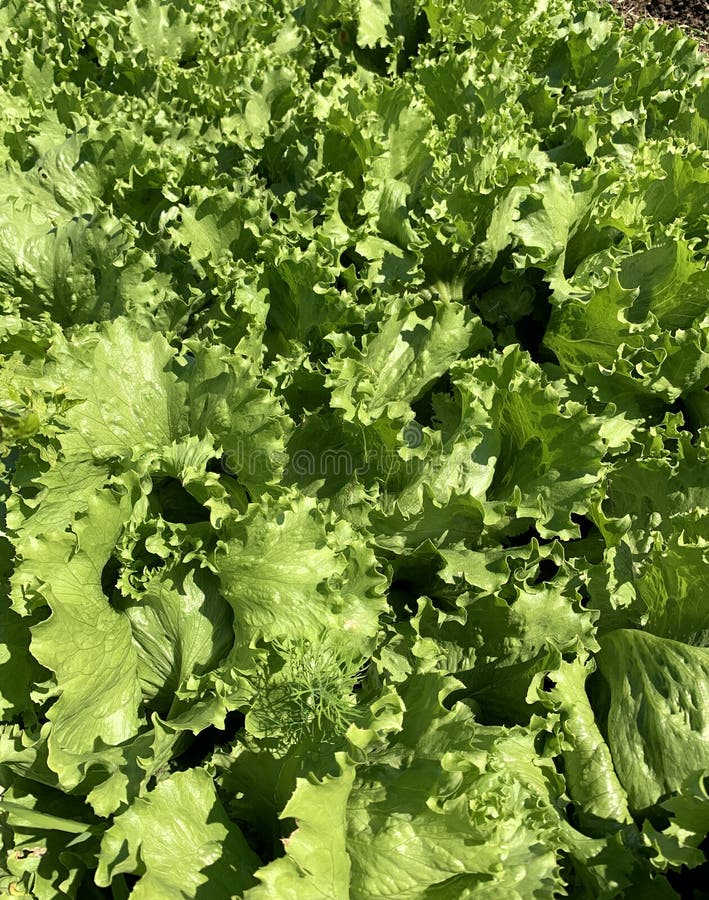 Organic Lettuce in Backyard Garden Stock Image - Image of outdoors ...