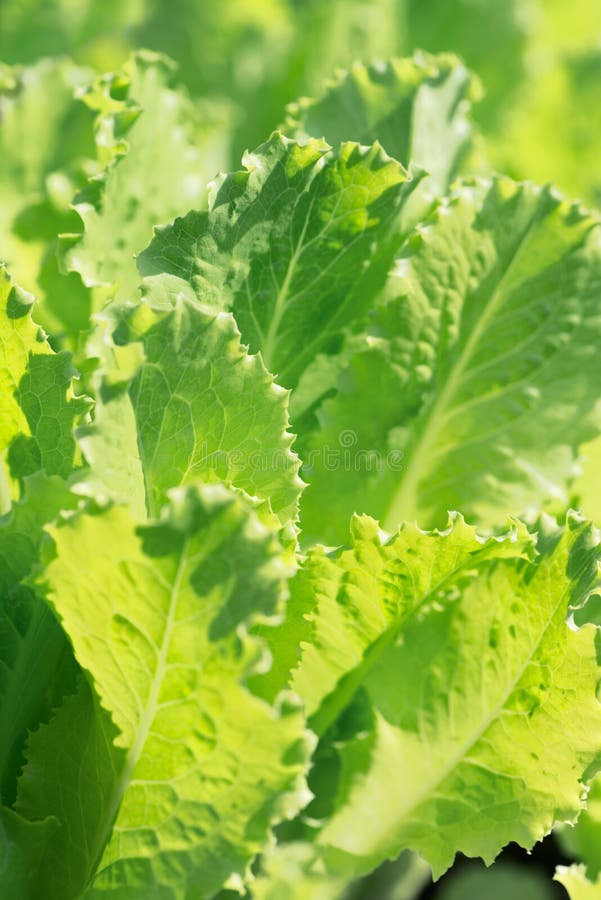 Organic Cos Lettuce Holding by Woman Hand, Vegetables from Local ...