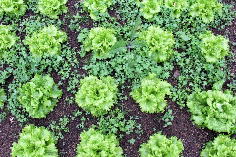 Organic Cos Lettuce Holding by Woman Hand, Vegetables from Local ...