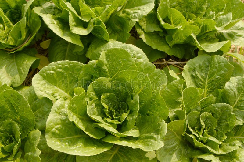 Organic Cos Lettuce Holding by Woman Hand, Vegetables from Local ...