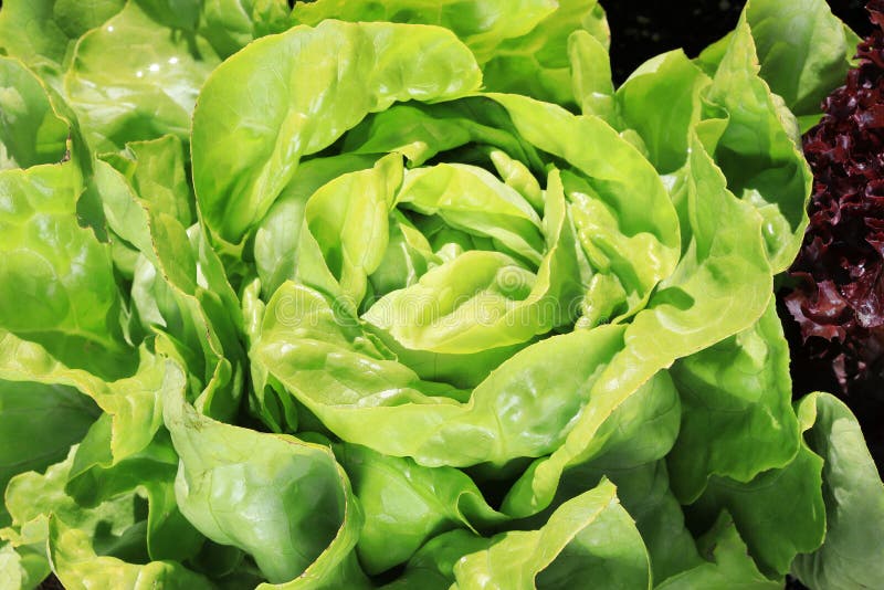 Organic Lettuce salad stock photo. Image of local, gardening - 186233022