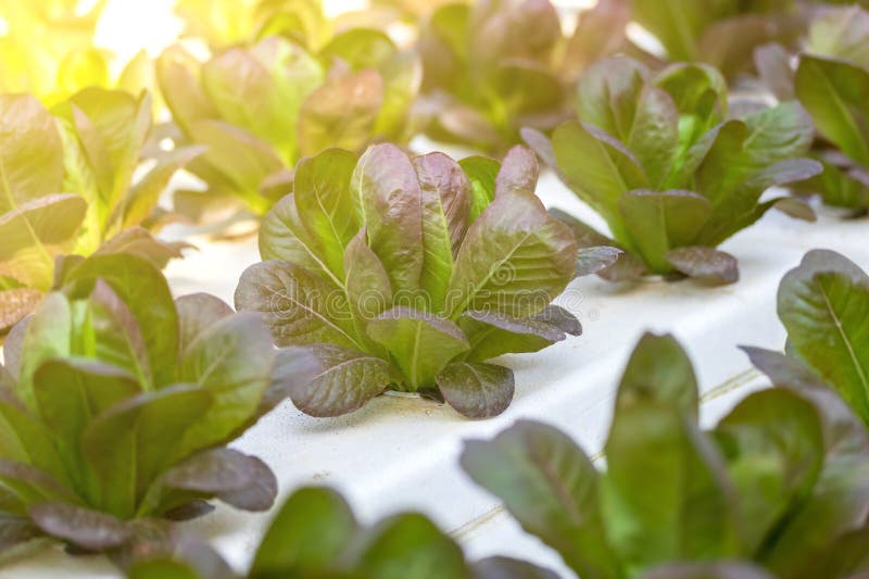 Lettuce Organic Vegetable Plots Lettuce Grown in Styrofoam Boxes Stock ...