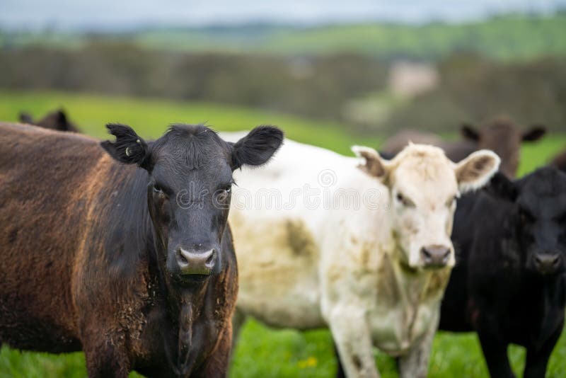 Organic Livestock with Zero Carbon Emissions on a Farm Stock Image ...