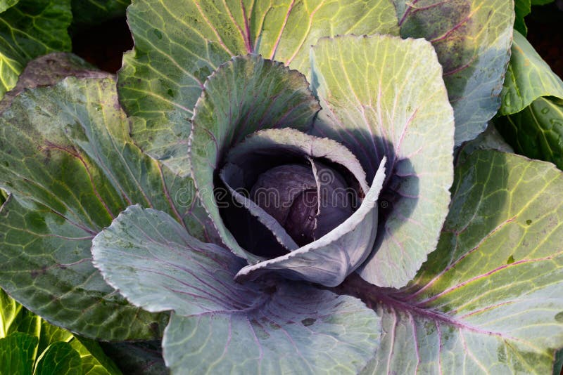 Organic Long-lived Cabbage in the Garden Stock Photo - Image of ...