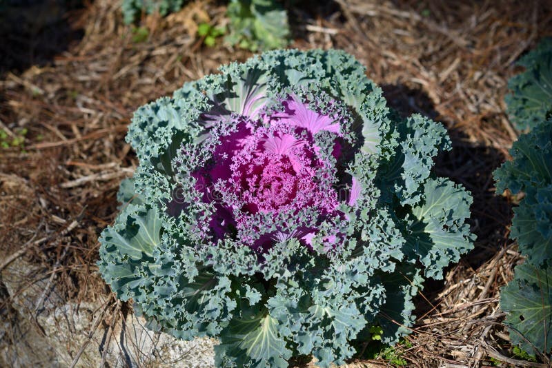 Organic Long-lived Cabbage in the Garden with Sunlight Stock Photo ...