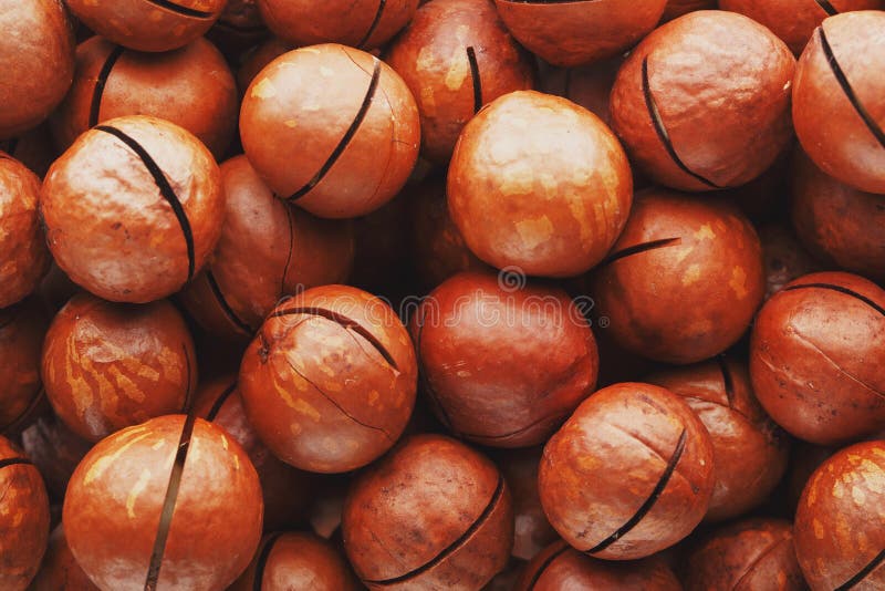 Organic Macadamia Nut Fresh Natural Fruit Shelled One Nut in Full Frame ...