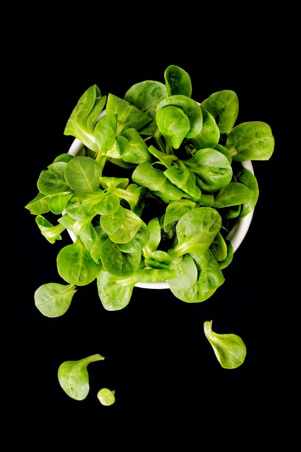 Mache Lettuce, Corn Salad, Freshly Harvested Stock Image - Image of ...