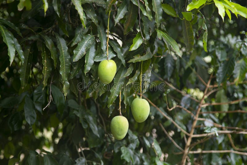Organic Mango Plantation in the Peruvian Jungle. Stock Image - Image of ...