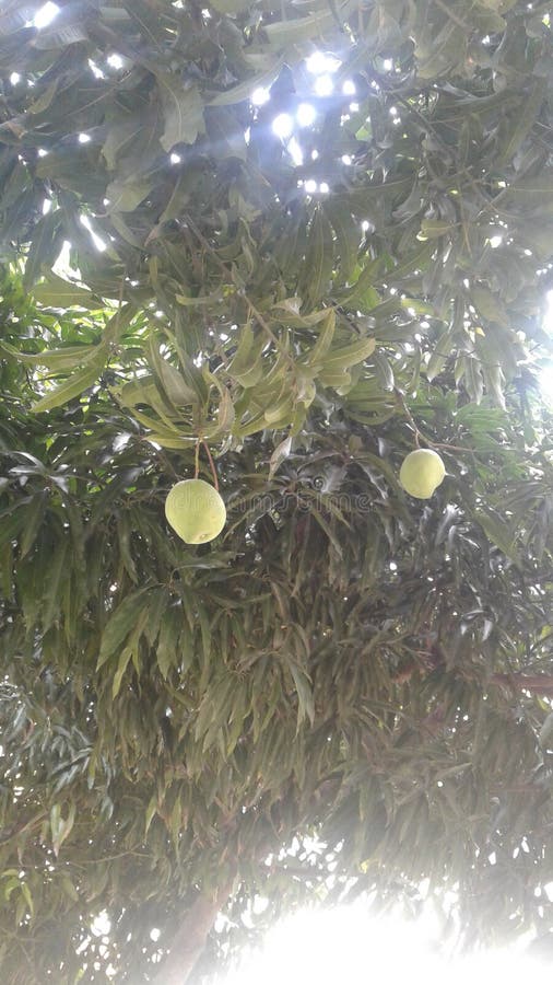 Mango Tree stock image. Image of food, mango, tree, organic - 131675219