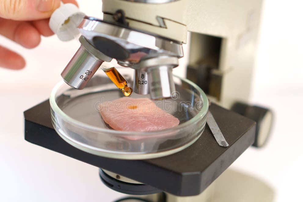 Organic Meat Under the Microscope. Drip the Solution from a Pipette ...