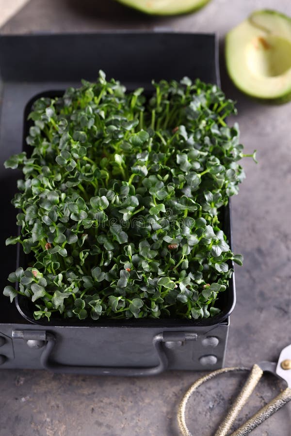 Organic microgreens stock photo. Image of micro, young - 202651050